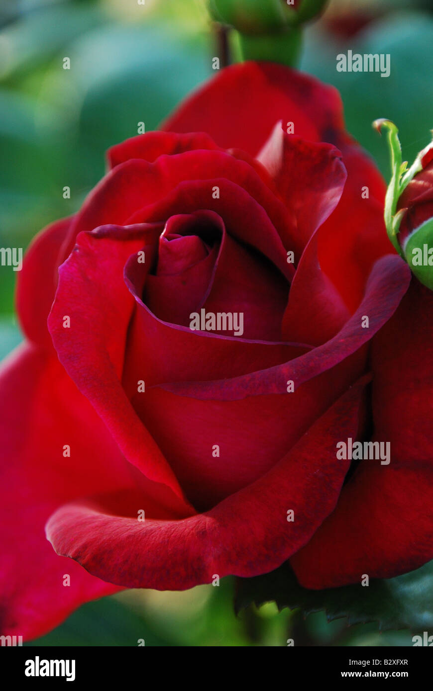 Natural red rose close up Stock Photo - Alamy