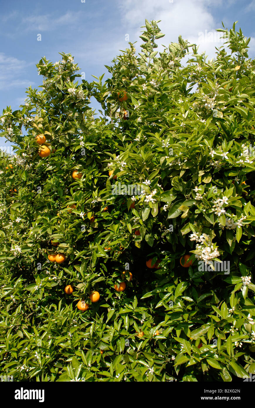 Orange tree flowers hi-res stock photography and images - Alamy