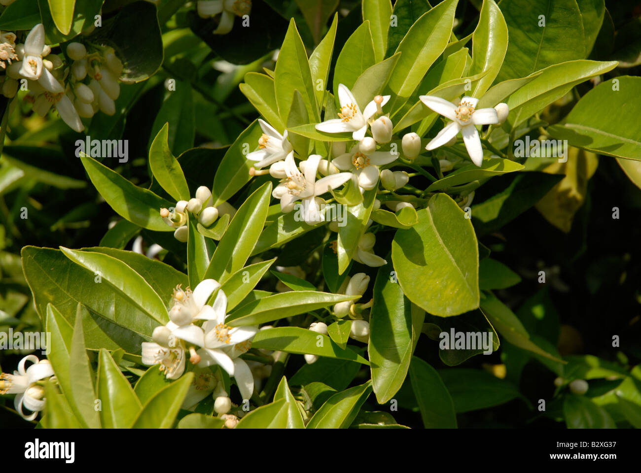 Valencia orange tree hi-res stock photography and images - Alamy