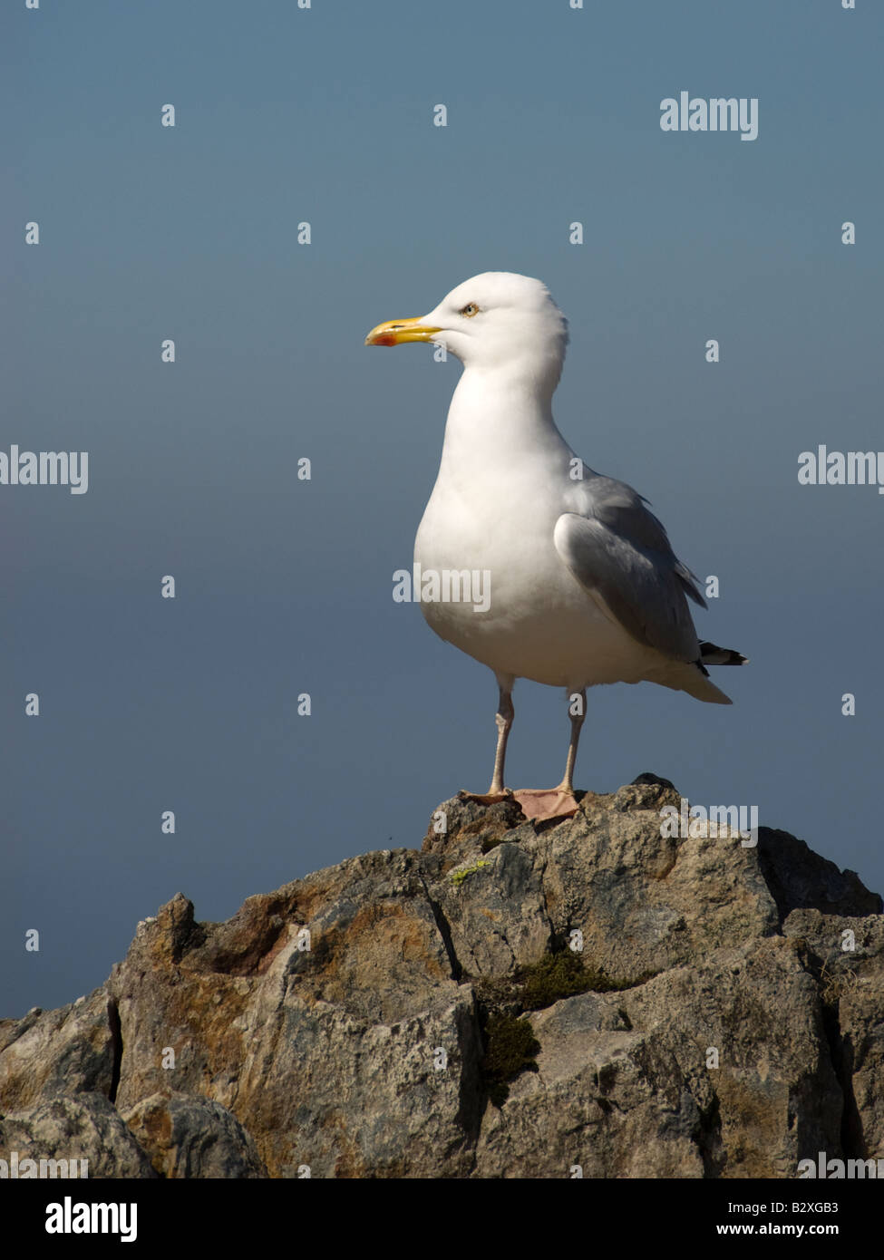 Stare at seagull hi-res stock photography and images - Alamy