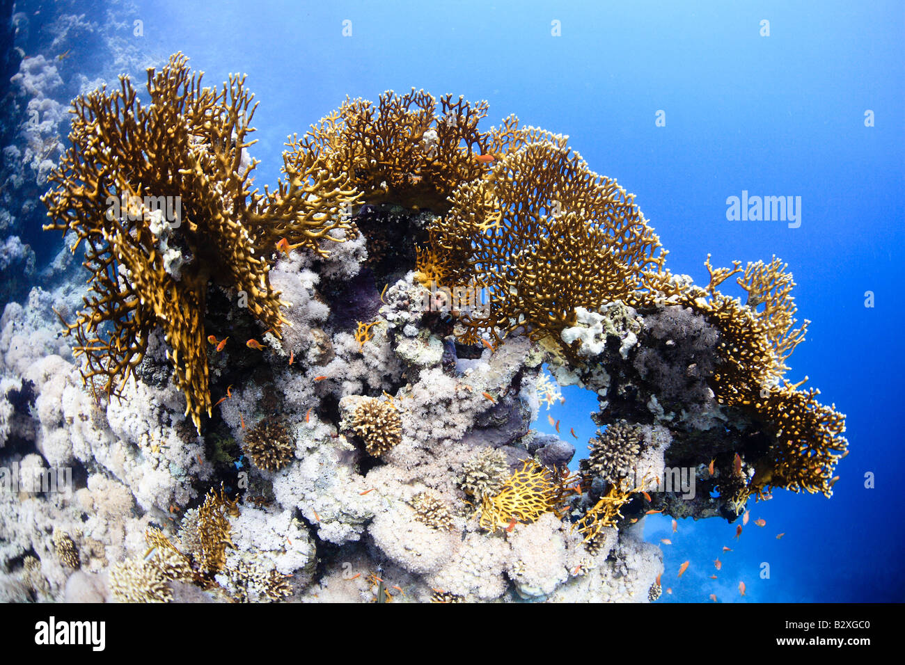Fan corals and fish in the Red Sea, Egypt Stock Photo - Alamy