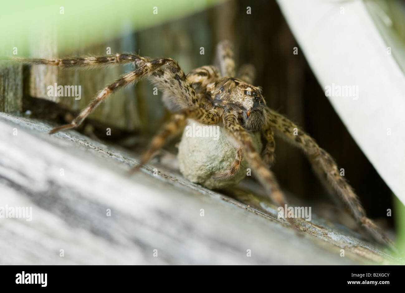Nursery web Spider with egg sac Stock Photo - Alamy