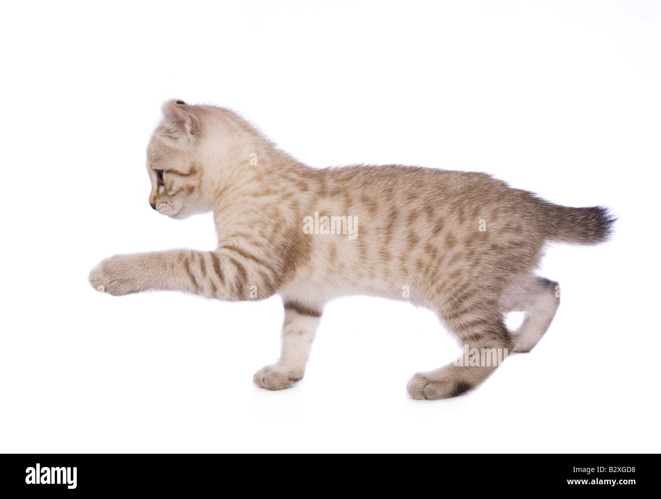 Kitten sideview Cut Out Stock Images & Pictures - Alamy