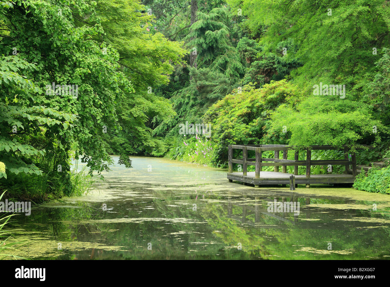 Lush greenery and water hi-res stock photography and images - Alamy