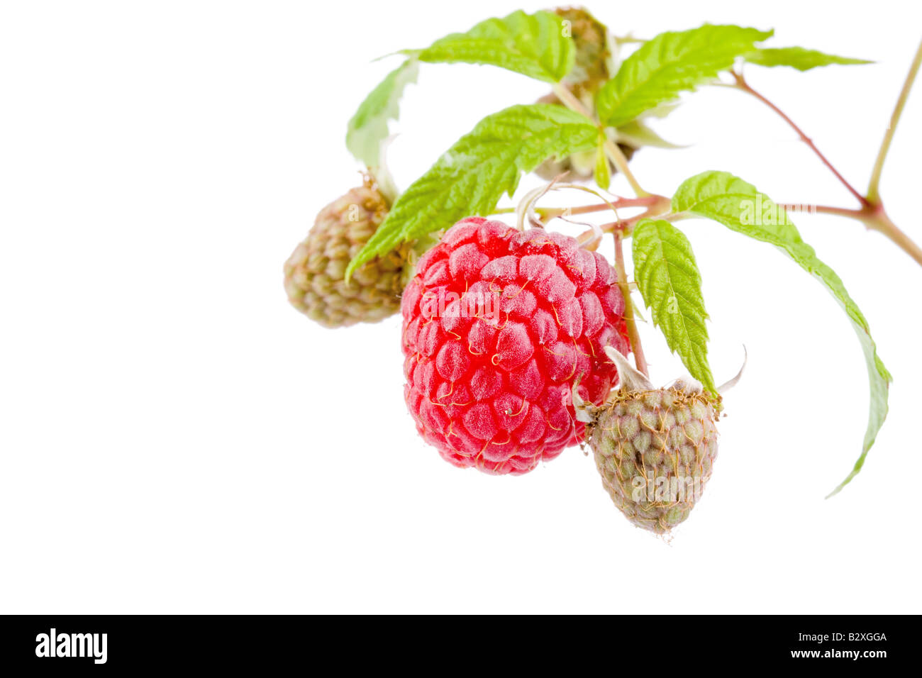 raspberry isolated on white close up photo Stock Photo - Alamy