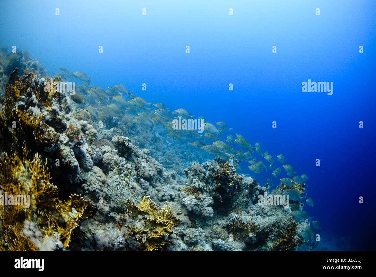 Coral reef and fish, Red Sea, Egypt Stock Photo - Alamy