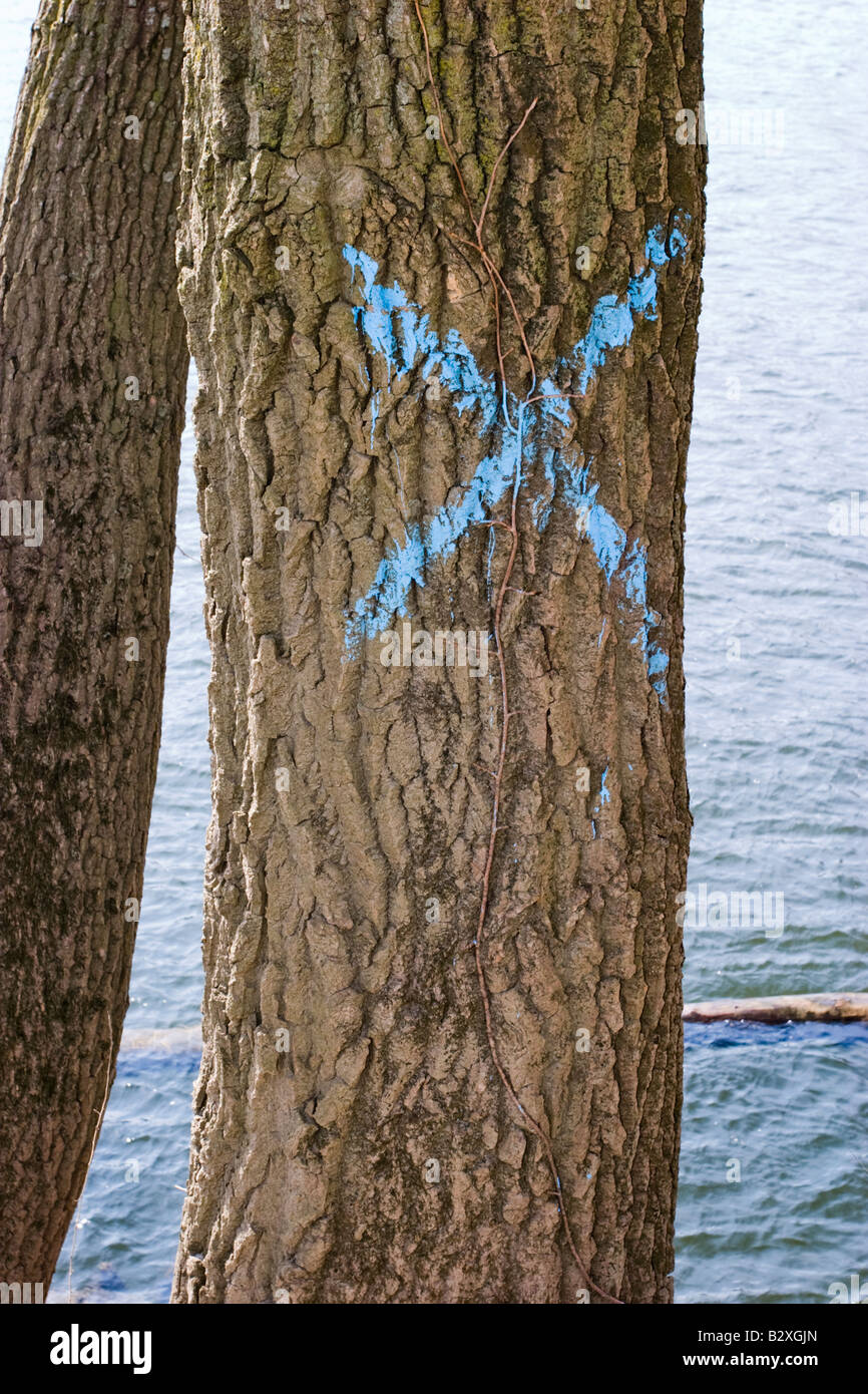 Tree near a river with a large blue X marked on it Stock Photo - Alamy