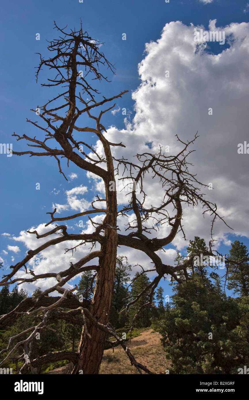 Dead conifer hi-res stock photography and images - Alamy