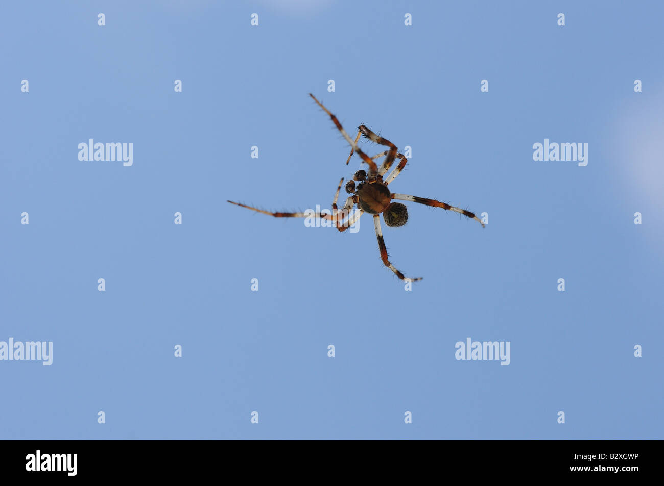 A spider, arachnid, floating in space, as it hangs from a fine strand ...