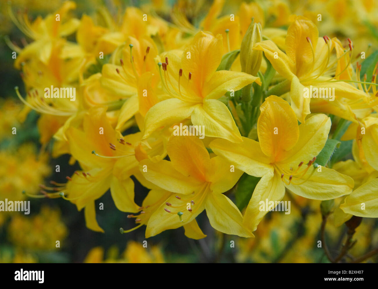 Yellow azalea flowers blooming Rhododendron luteum Stock Photo - Alamy