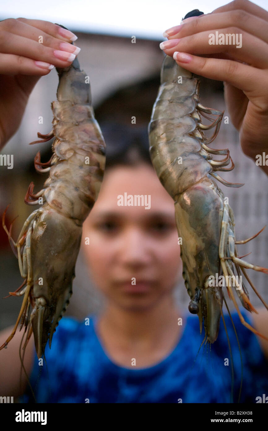 Shrimp philippines hi-res stock photography and images - Alamy