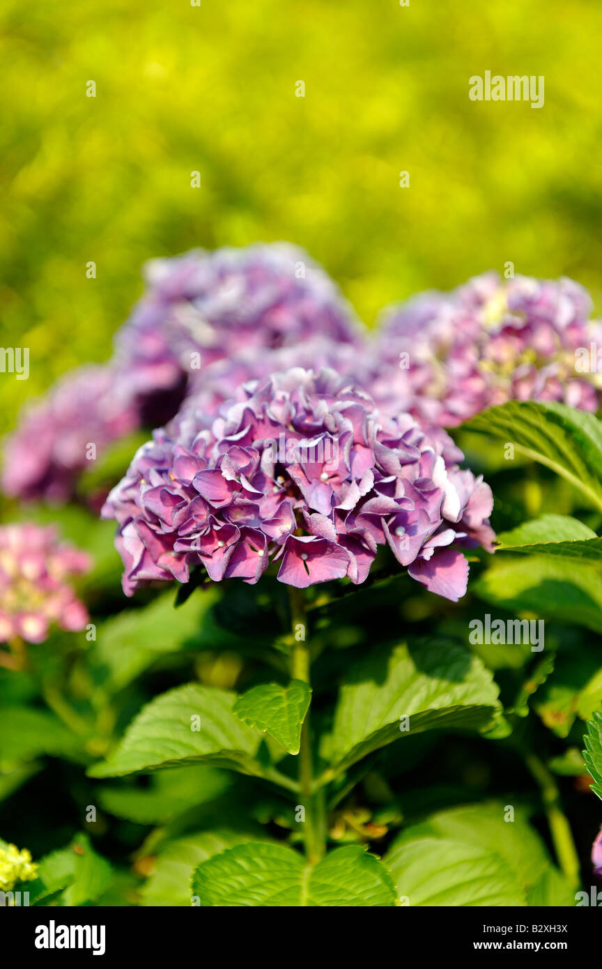 Ball flowers hi-res stock photography and images - Alamy