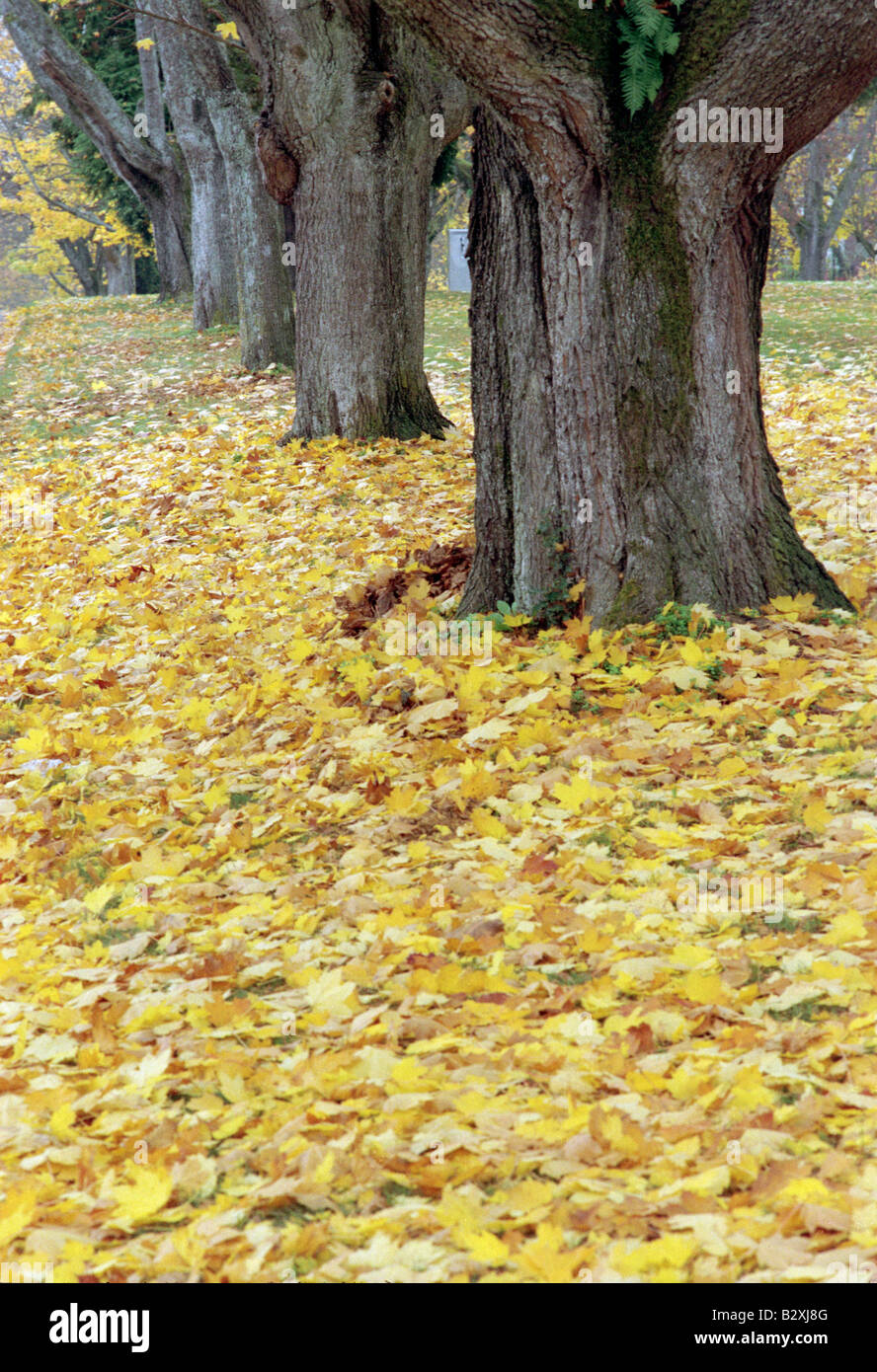 Leaves washington hi-res stock photography and images - Alamy
