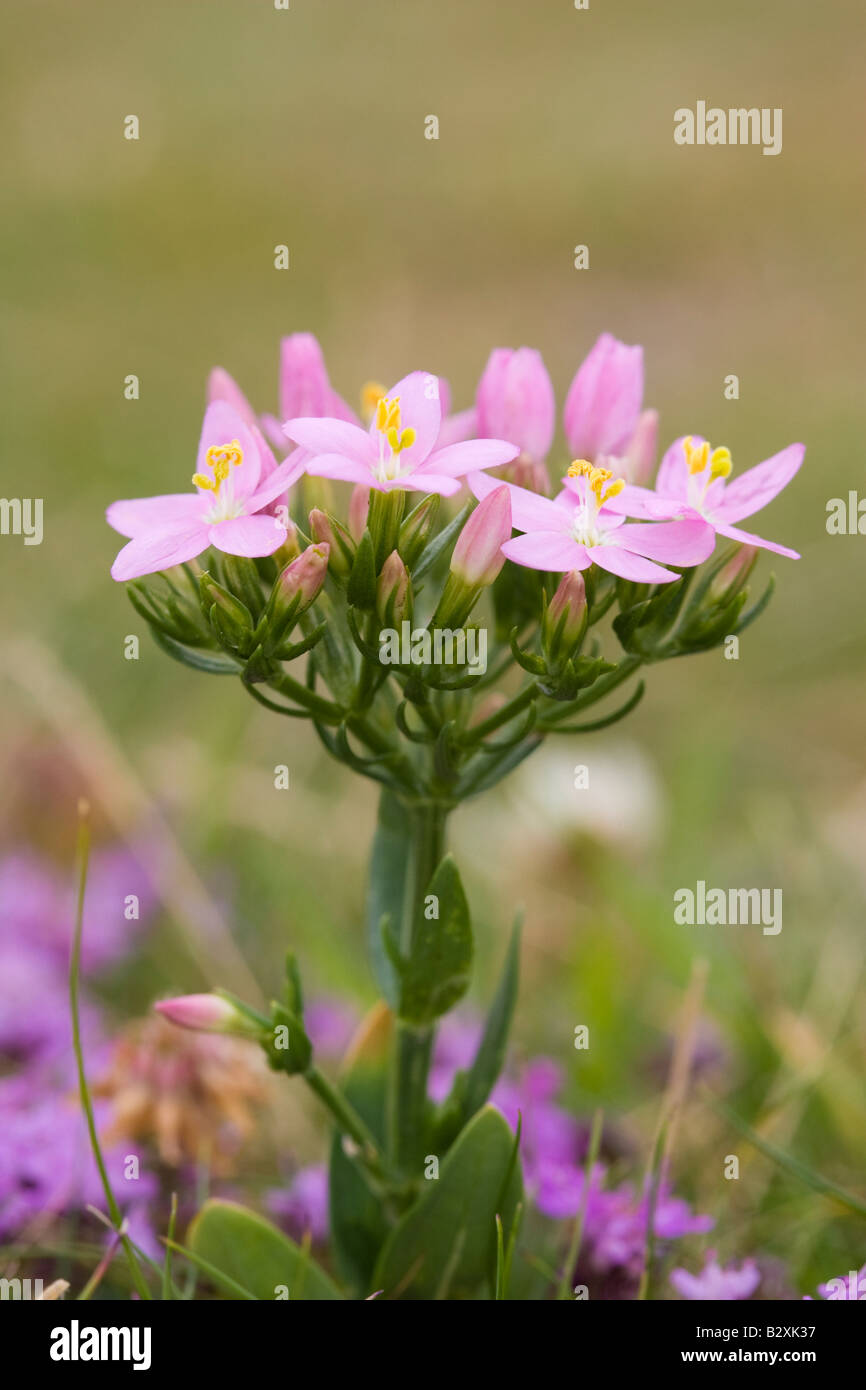 Common Centaury (Centaurium erythraea) flower Stock Photo - Alamy