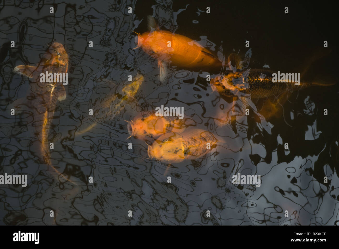 Koi cyprinus carpio carpio hi-res stock photography and images - Alamy