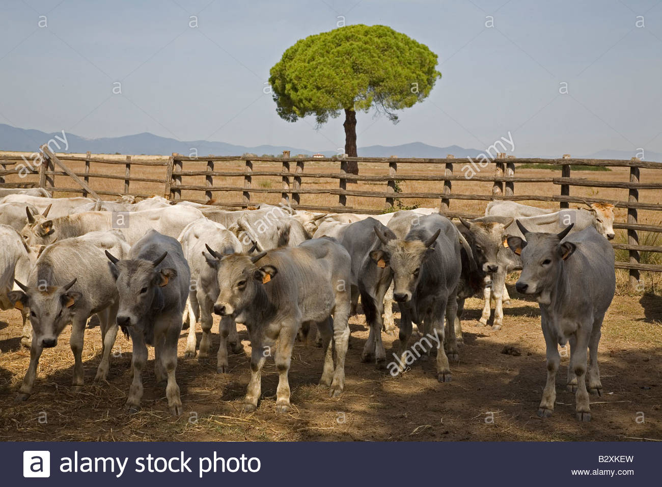 Maremma Cattle Stock Photos & Maremma Cattle Stock Images - Alamy