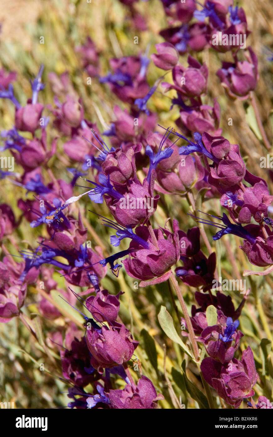 Magenta wildflower hi-res stock photography and images - Alamy
