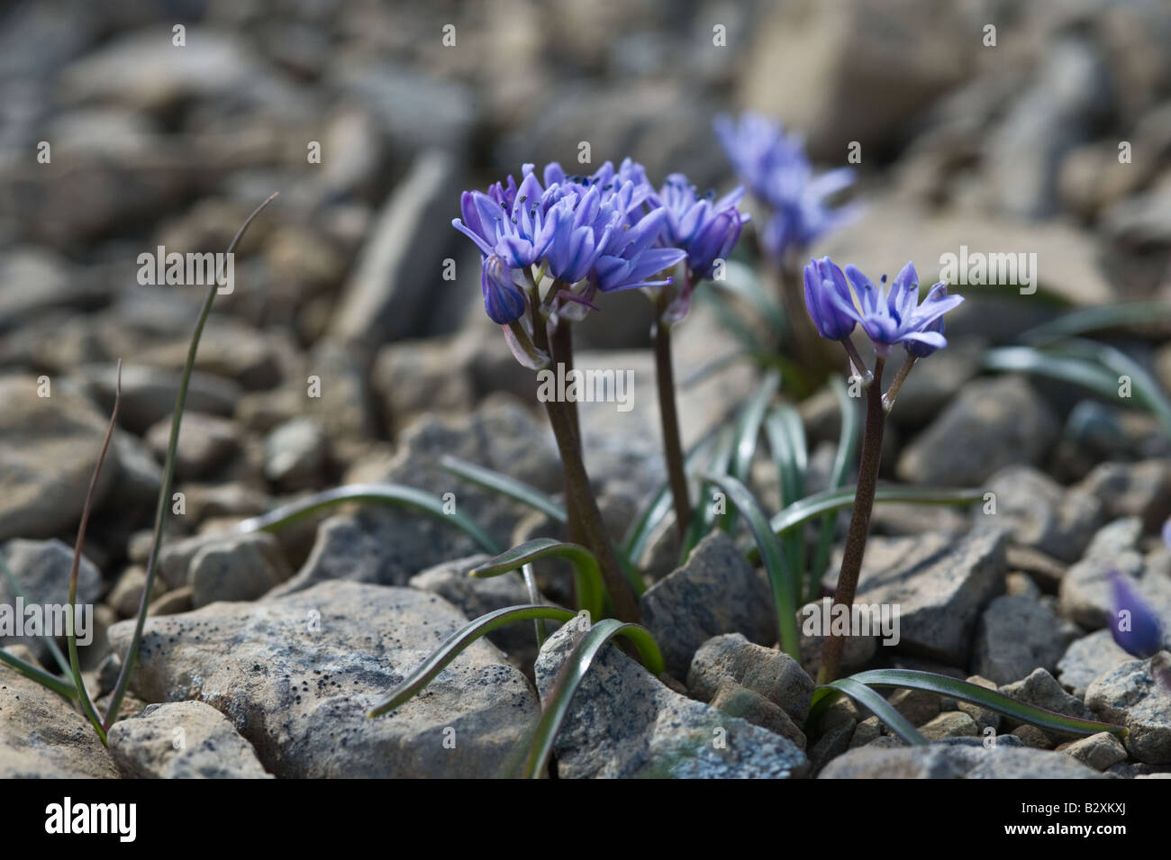 Spring Squill (Scilla verna) flowers, growing on poor soil of rocky ...