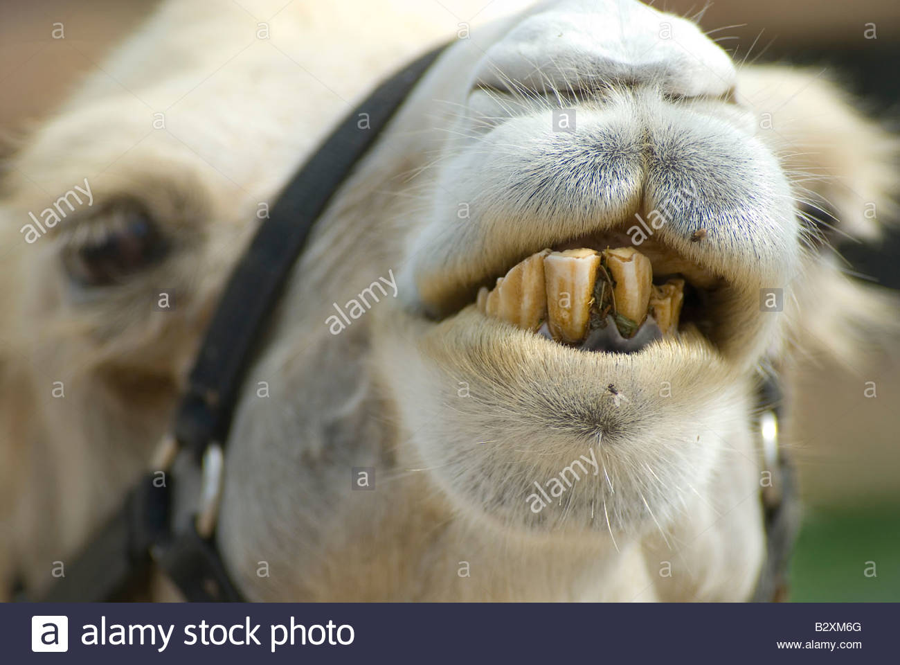 Camel Teeth High Resolution Stock Photography and Images - Alamy