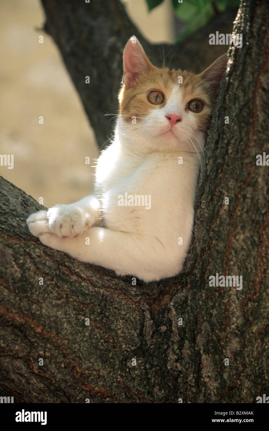 Domestic kitten in a tree Stock Photo - Alamy
