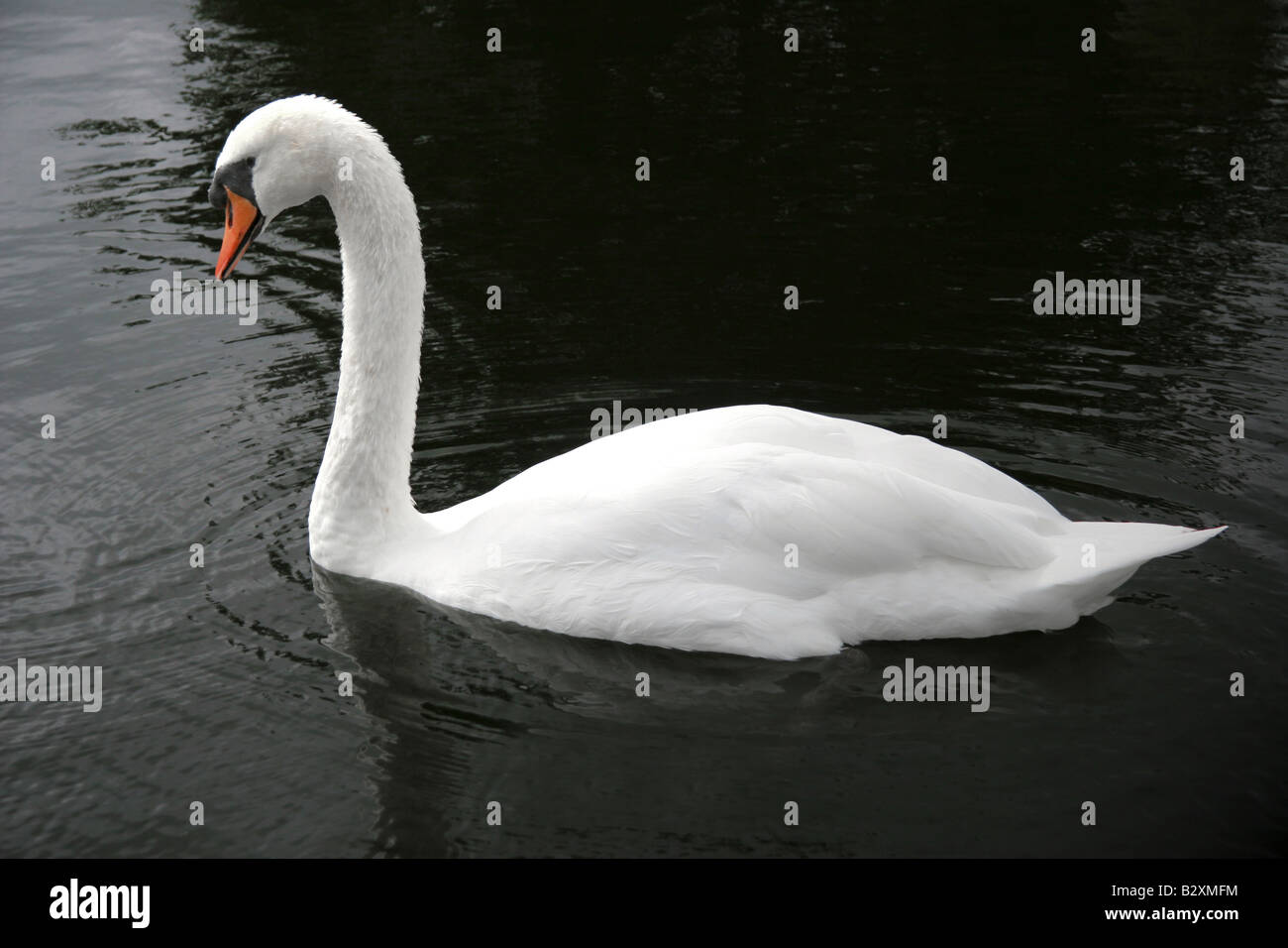 Swan black sea hi-res stock photography and images - Alamy