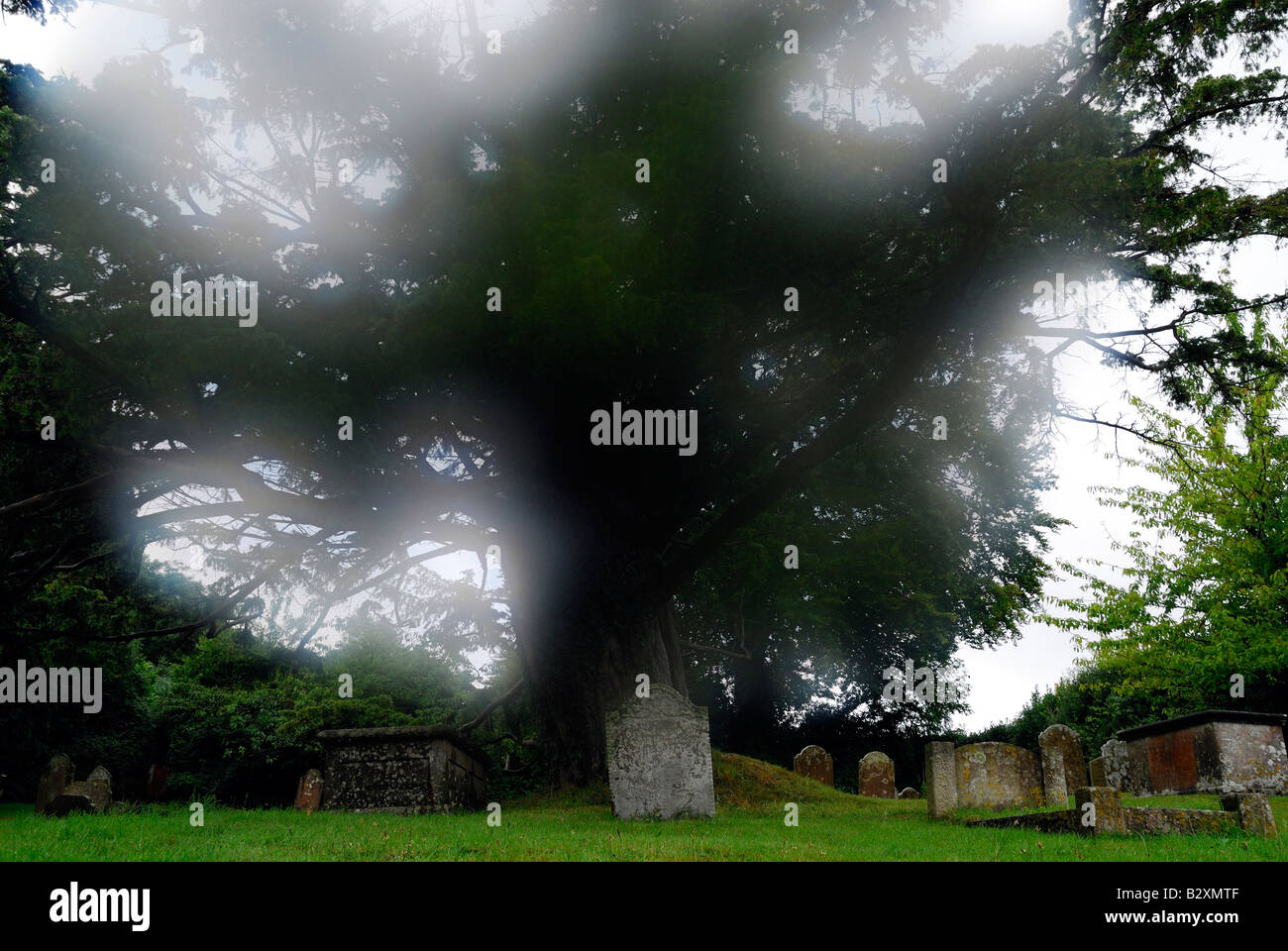 Mist in old English cemetery of St Nicholas Church, Studland, Dorset ...