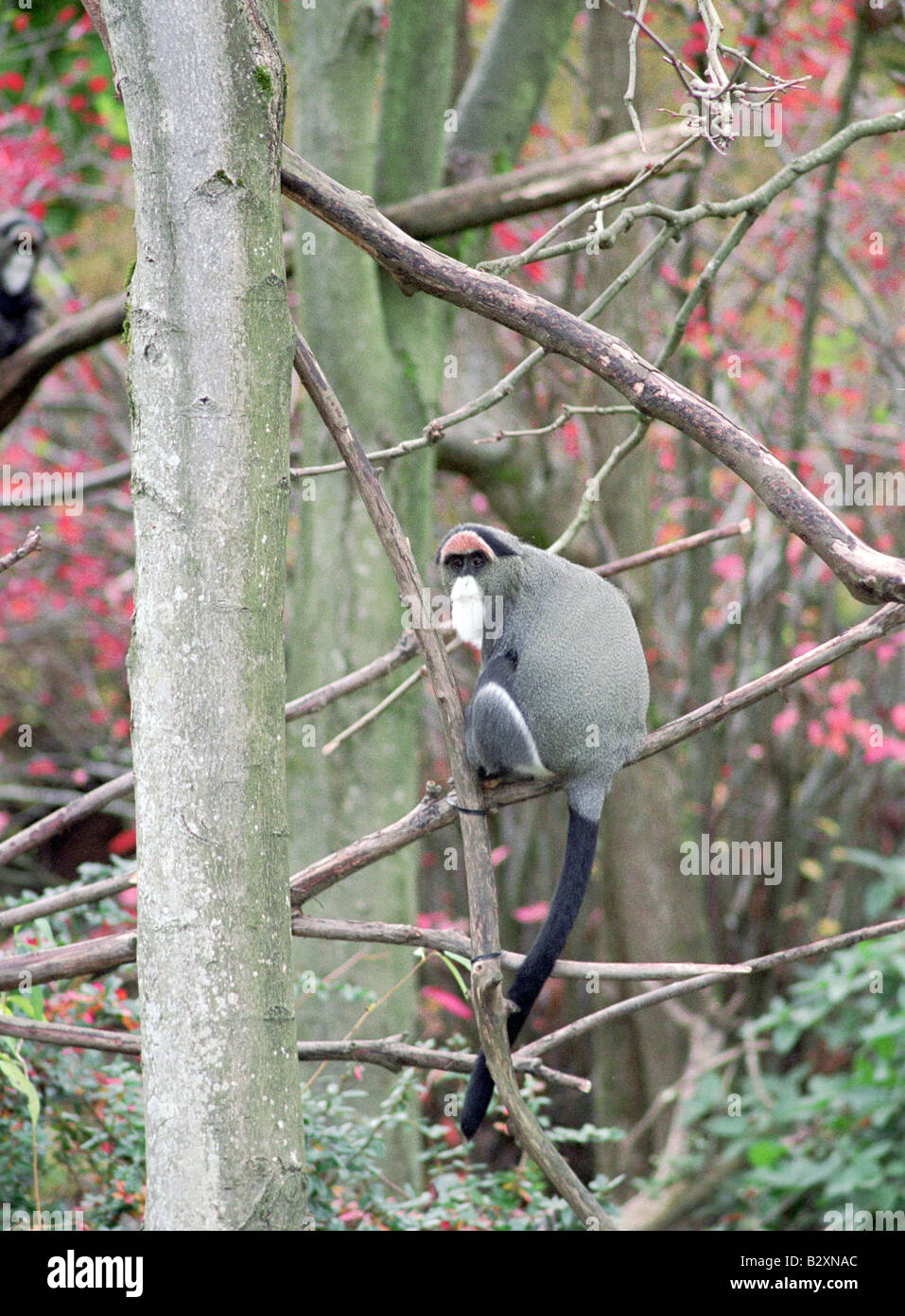 The guenons are the genus Cercopithecus of Old World monkeys Stock ...