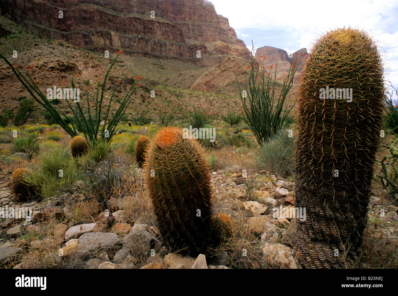 hualapai indian reservation, arizona, usa Stock Photo - Alamy