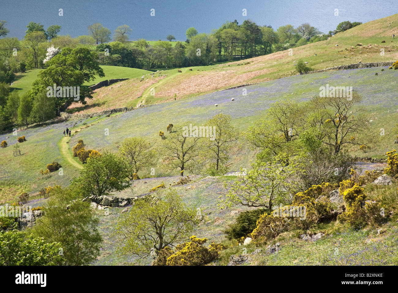 View from Rannerdale Secret Valley of the Bluebells Scenic Crummock ...