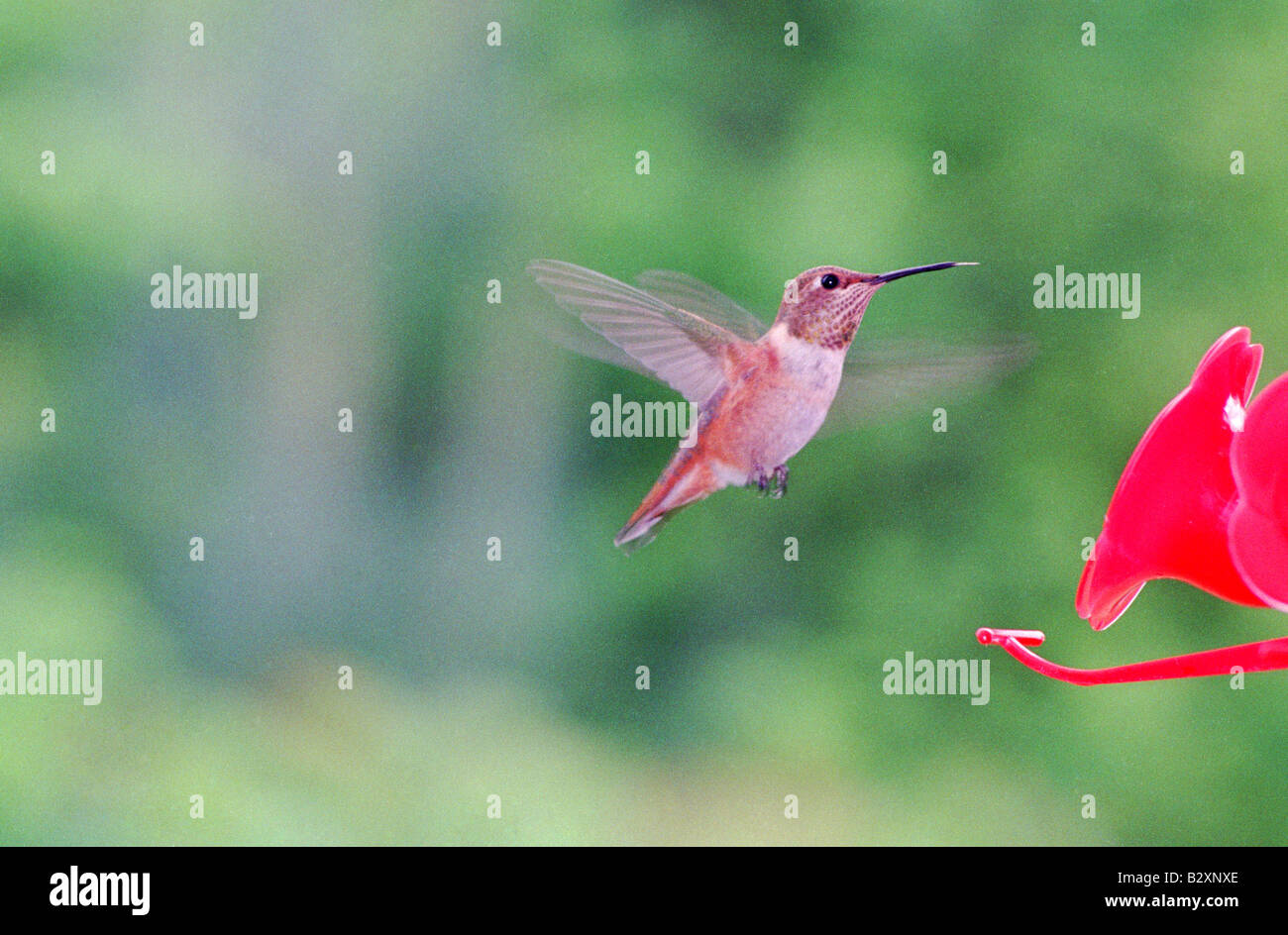 Hummingbird in Flight Stock Photo - Alamy