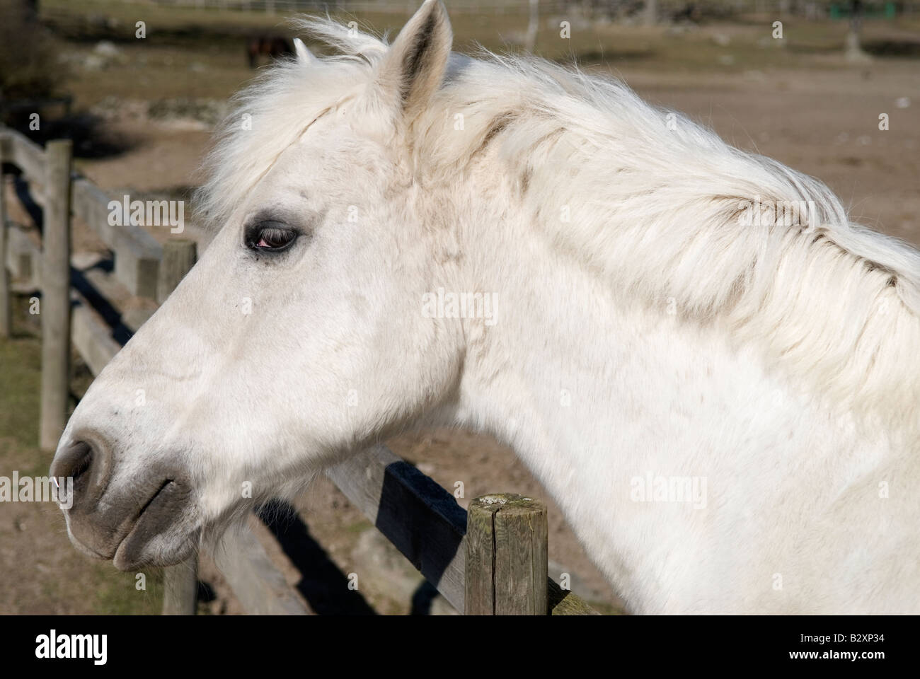 Porttrait of a white pony Stock Photo - Alamy