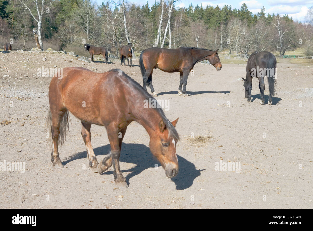 Horses in a paddock Stock Photo - Alamy