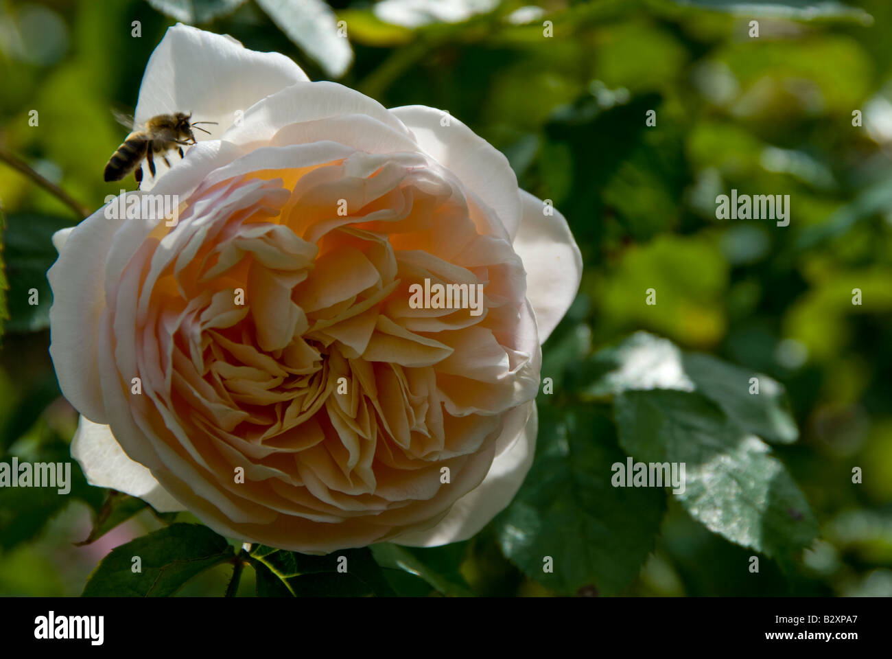 A bee settles on an old English rose flower Stock Photo - Alamy