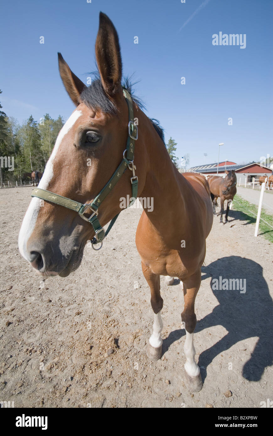 Horses in a paddock Stock Photo - Alamy