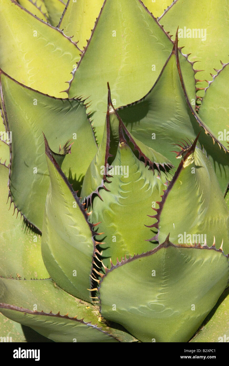 agave plant in the coastal desert of baja california, Mexico Stock ...