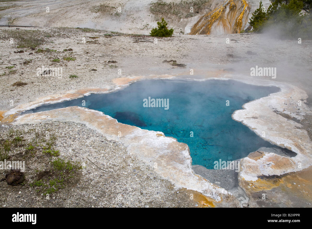 Blue Star Spring, Upper Basin of Yellowstone Stock Photo - Alamy