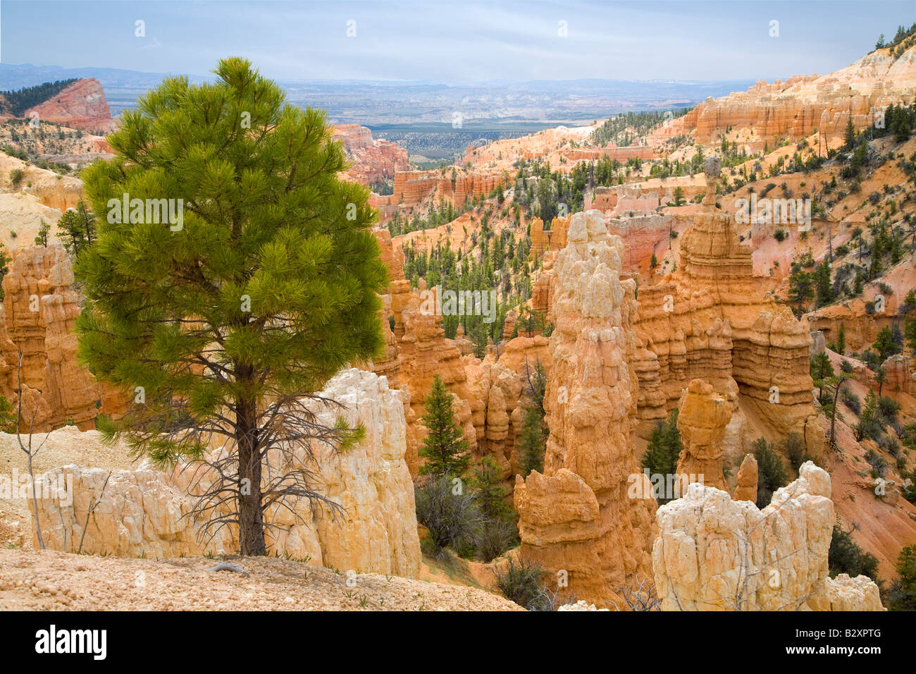 Bryce Canyon- Fairyland Point 6 Stock Photo - Alamy