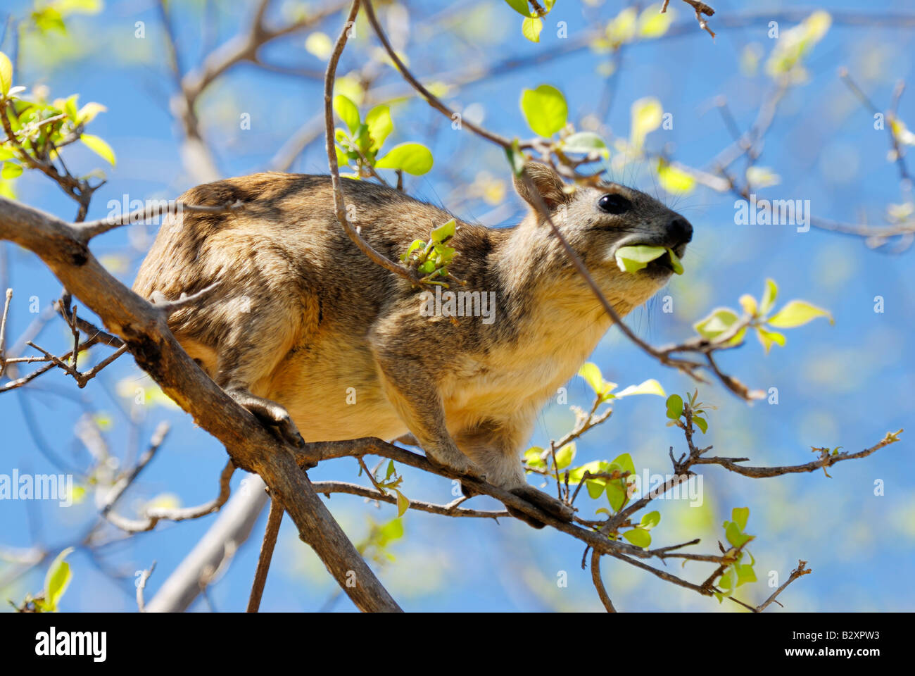 bush hyrax or yellow spotted hyrax, Heterohyrax brucei, eating leaves ...