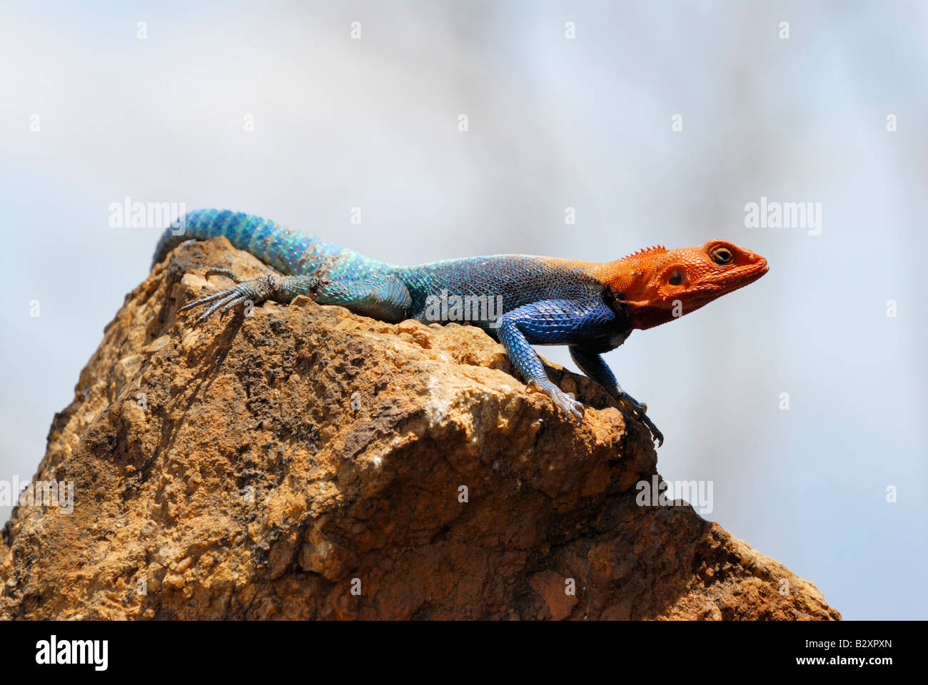 coloured male Rock Agama, chisel teeth lizard, Agama agama, KENYA ...