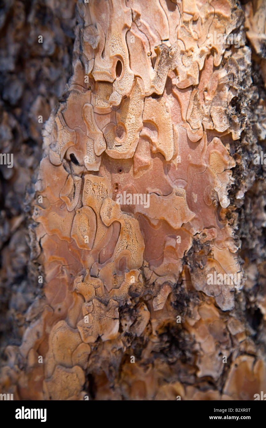 Canyon tree hi-res stock photography and images - Alamy