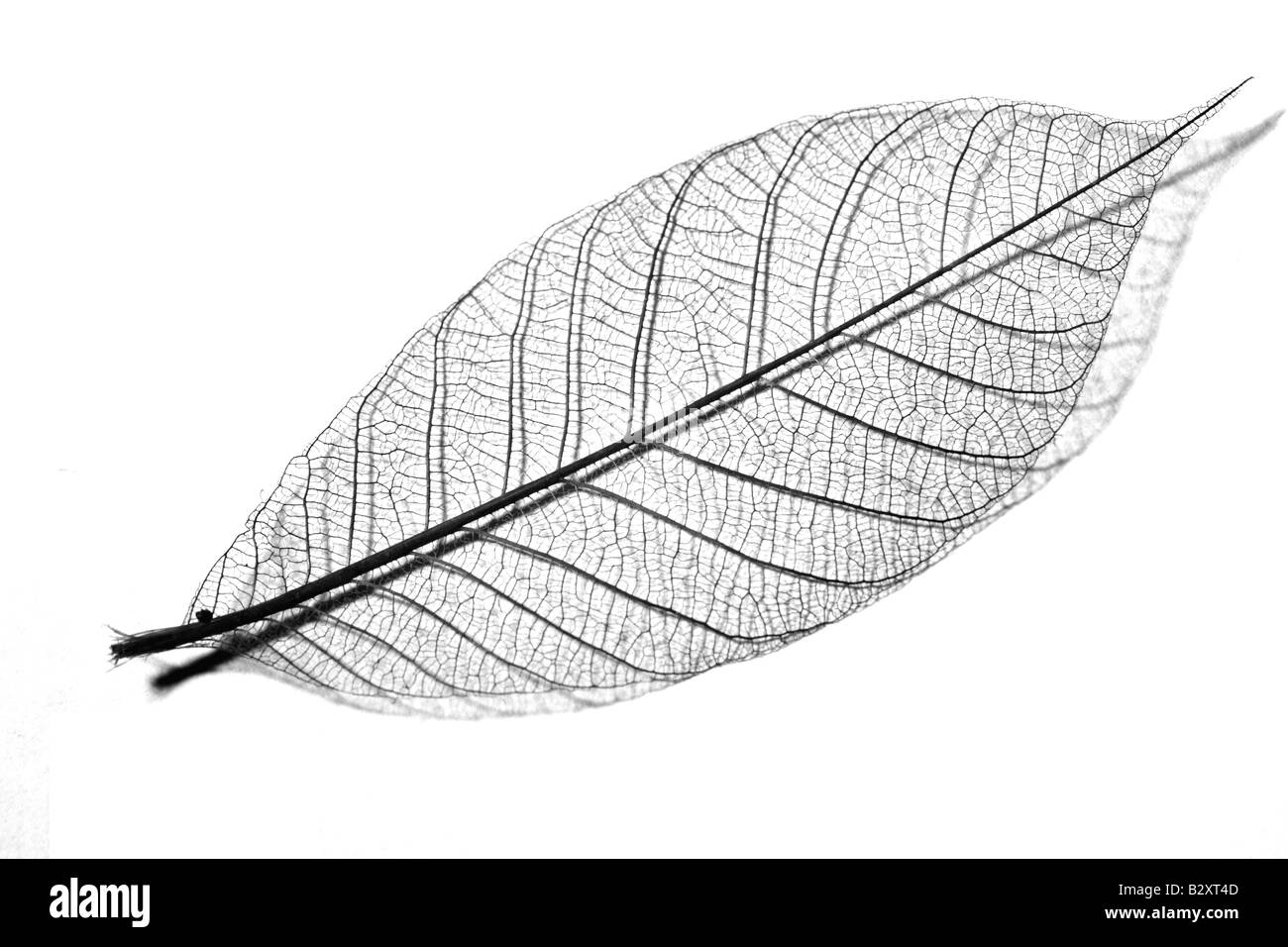 Leaf skeleton hi-res stock photography and images - Alamy