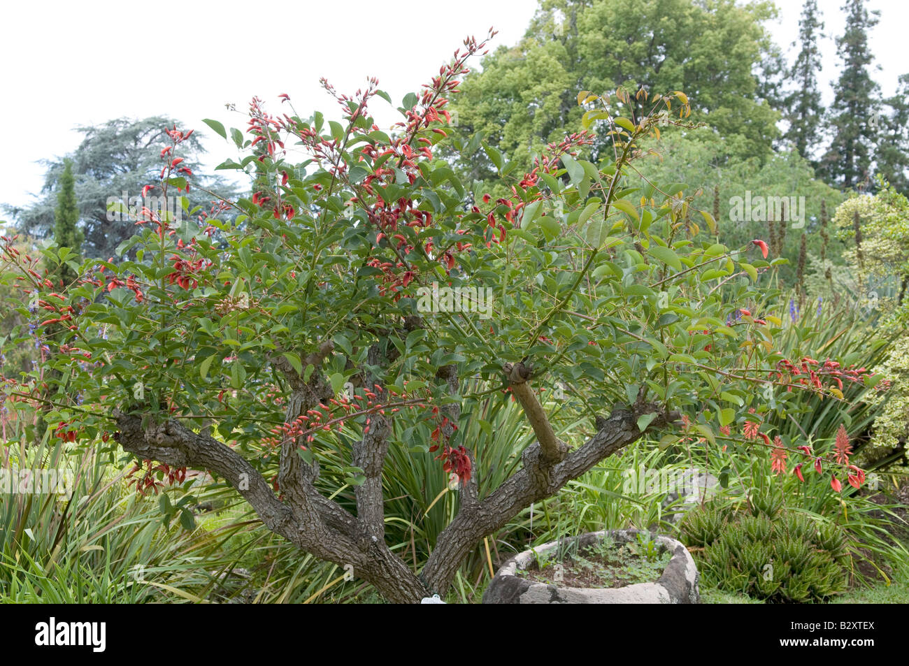 Erythrina crista-galli Cockspur `coral tree` Stock Photo - Alamy