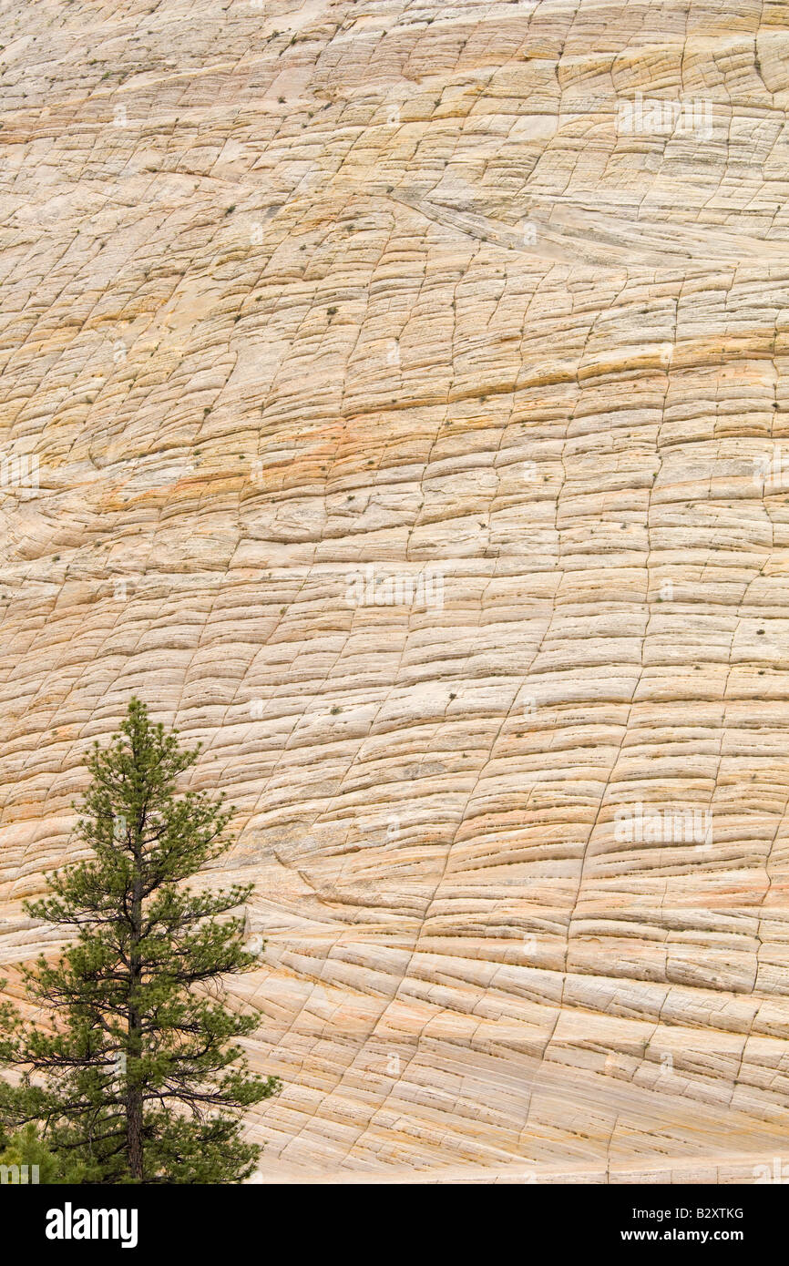 Zion Canyon- rocks and trees 2 Stock Photo - Alamy