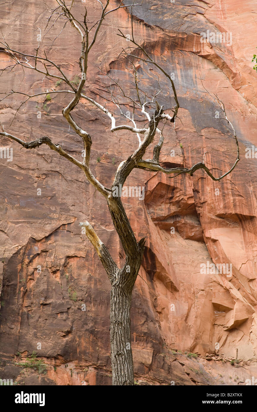 Zion Canyon- rocks and trees 4 Stock Photo - Alamy