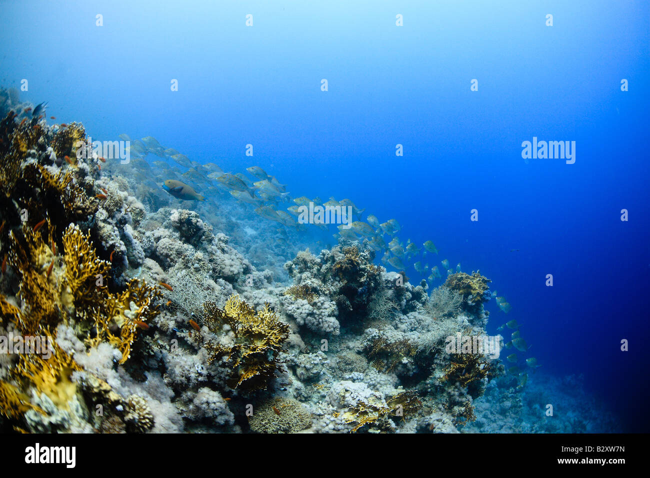 Egypt reef fish hi-res stock photography and images - Alamy