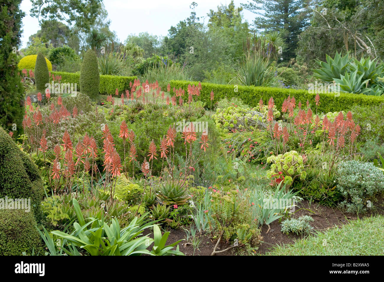 Conifers Shrubs Tropical Garden Stock Photo - Alamy