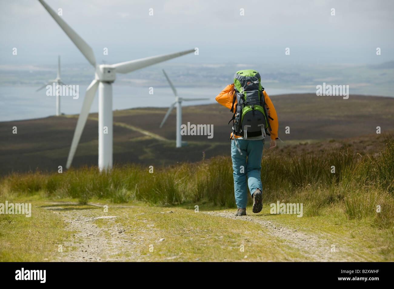 Female hiker walking past wind turbines, Kirkby Moor Windfarm, Furness ...