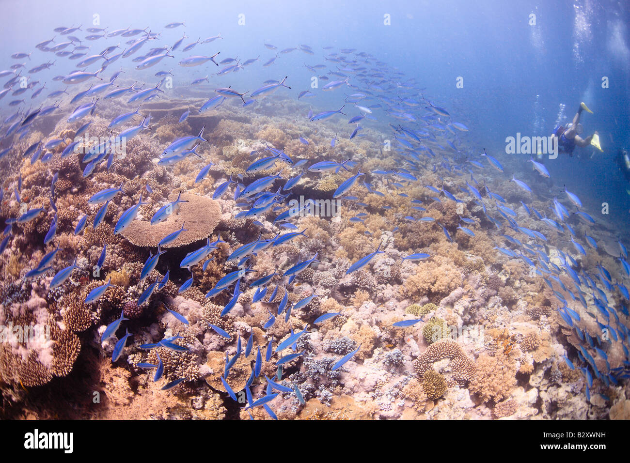 Blue fish in the Red Sea, Egypt Stock Photo - Alamy