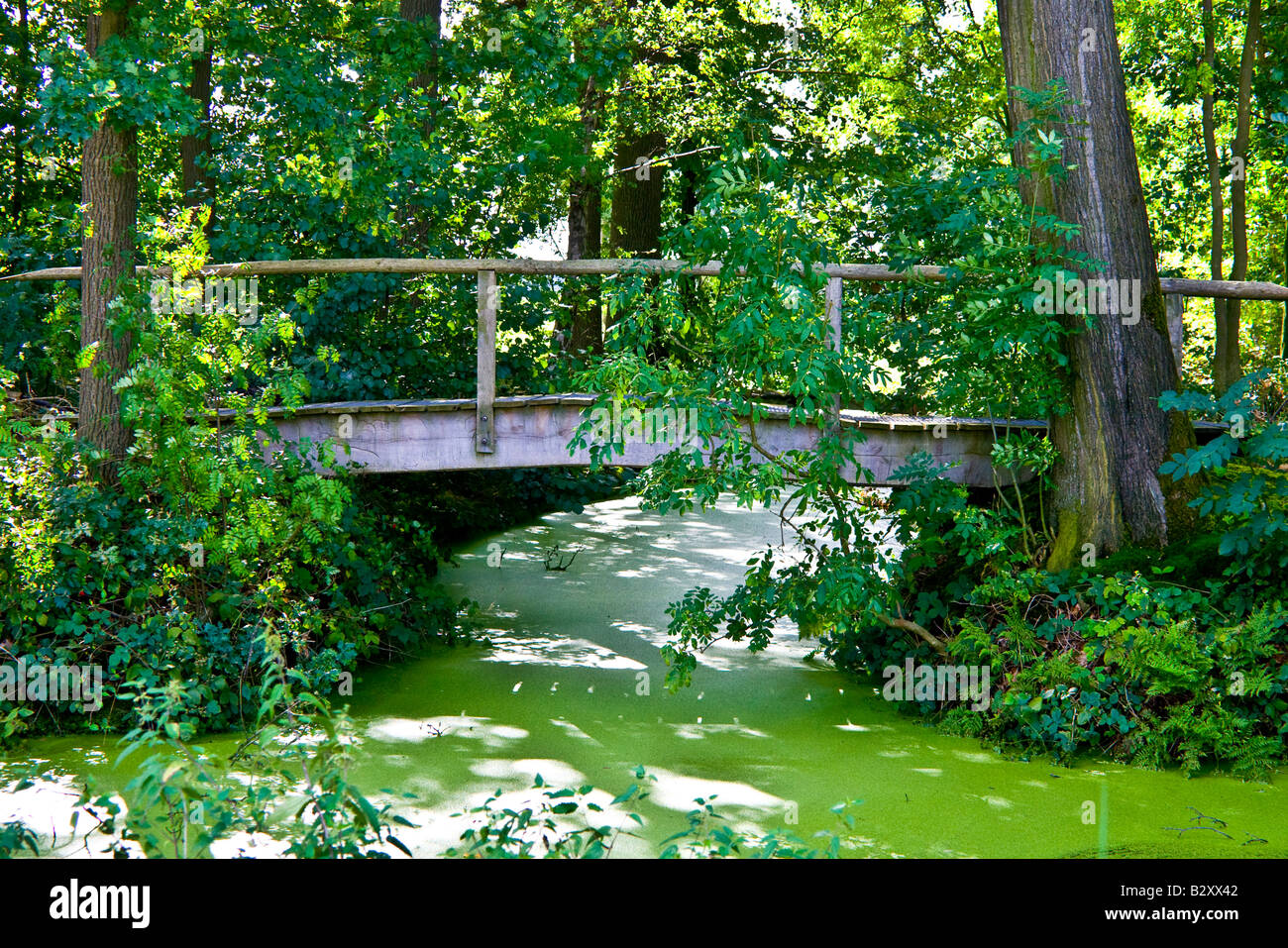 Photosynthetic algae hi-res stock photography and images - Alamy