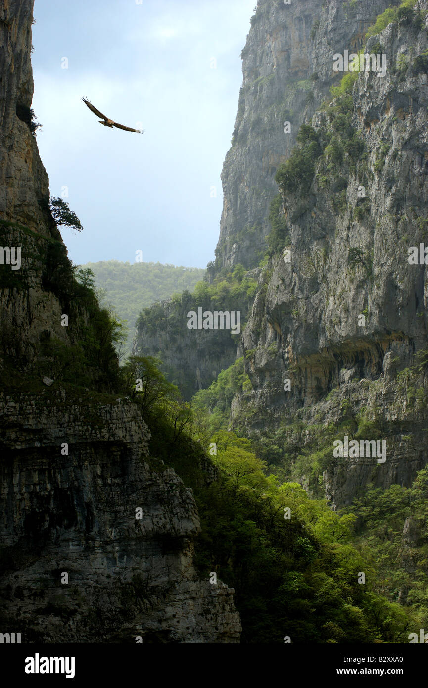 Vikos canyon with buzzard, northern Greece Stock Photo - Alamy